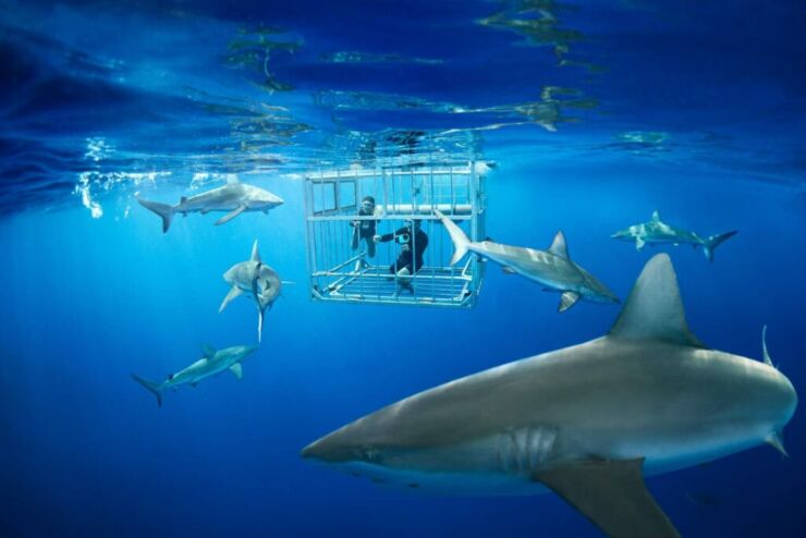 Shark Attack in Turks and Caicos